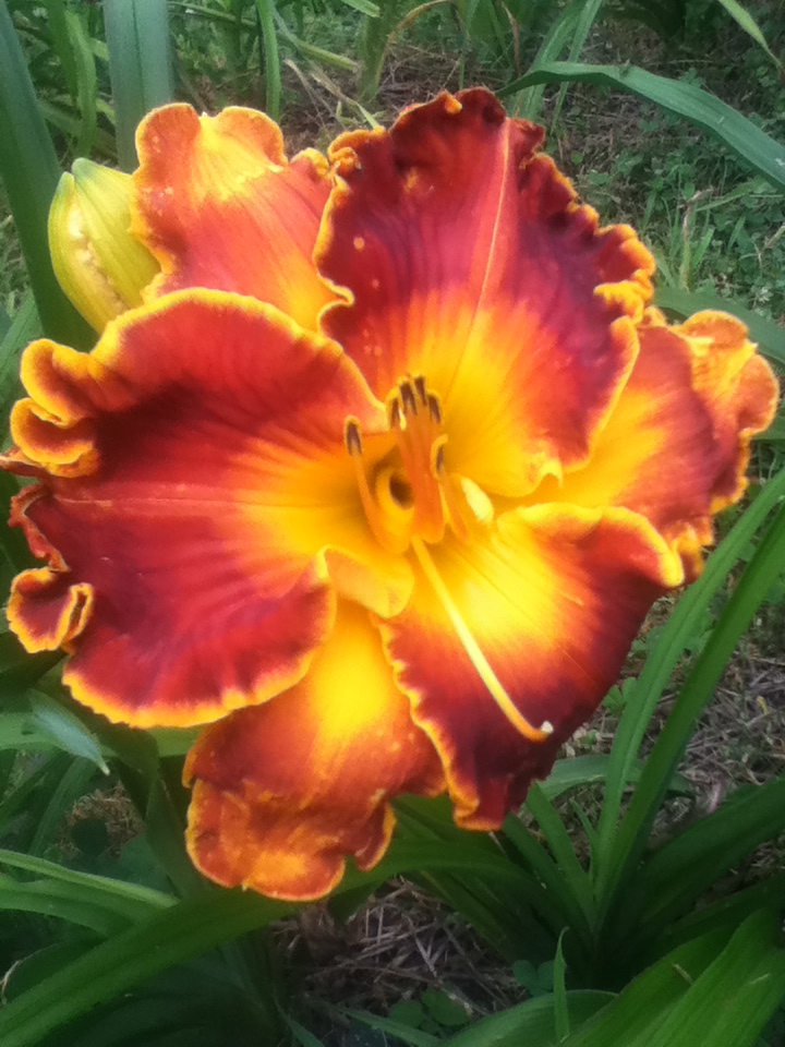 Goodlife Daylilies Hybridizer Robert Britton's Work