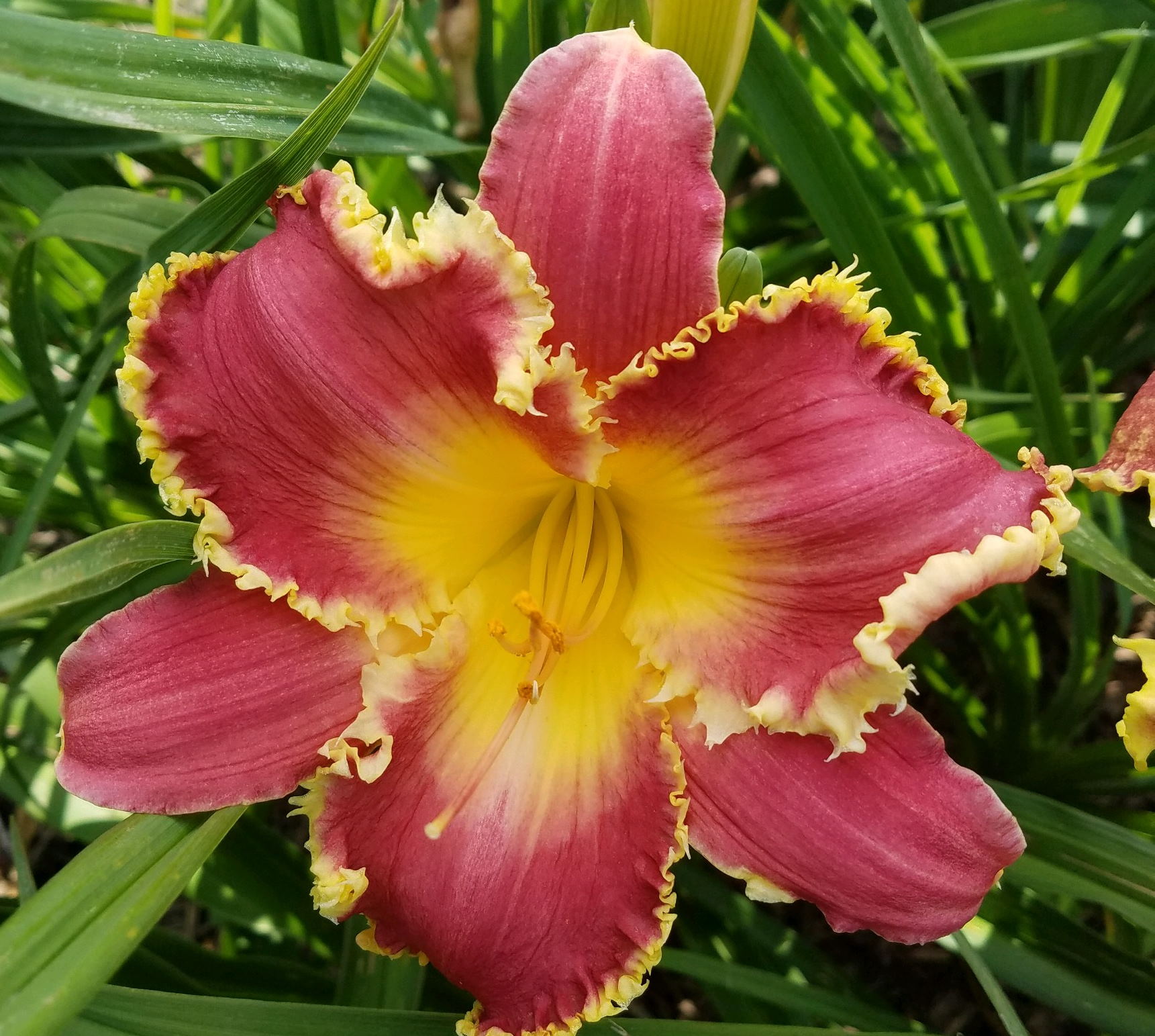 Hybridizing Program