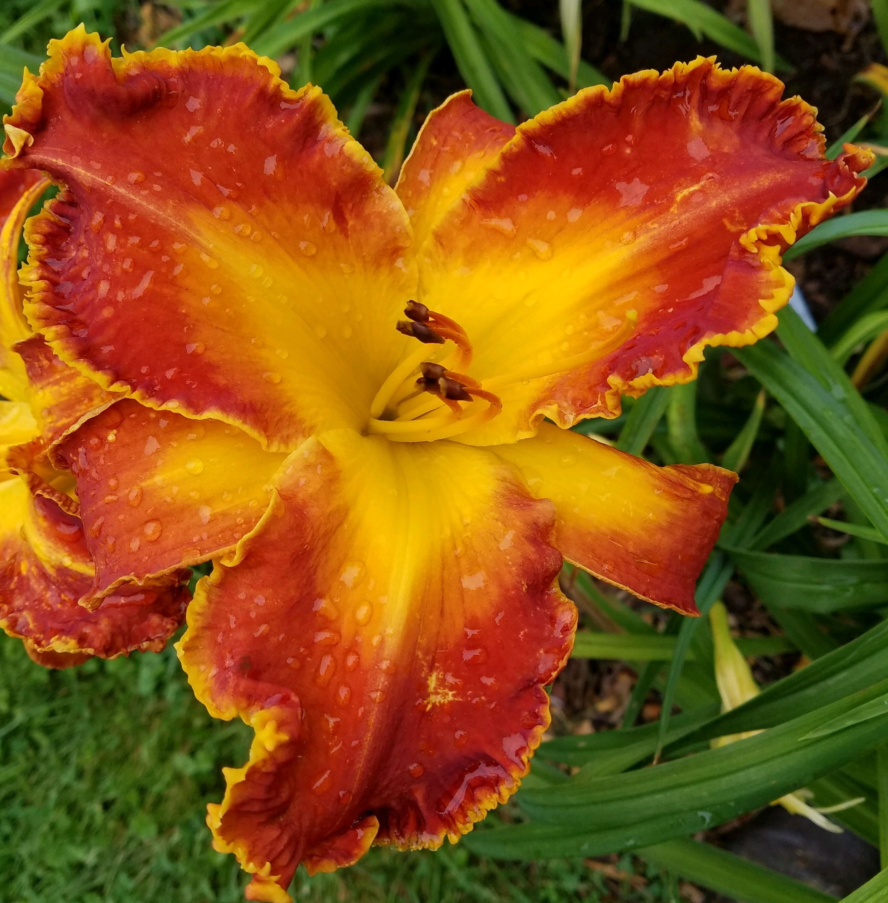 Hybridizing Program