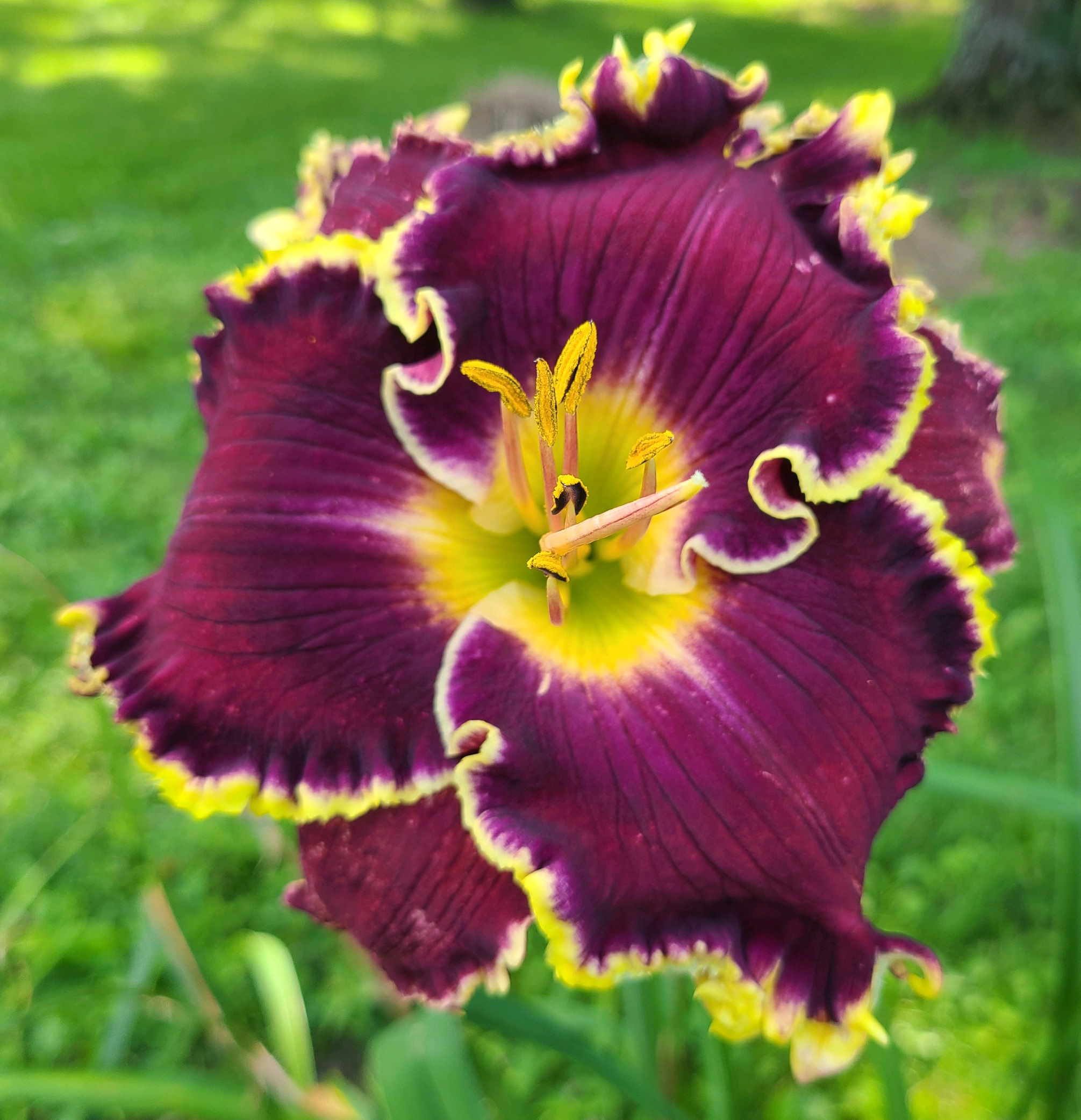 Goodlife Daylilies Hybridizer Robert Britton's Work