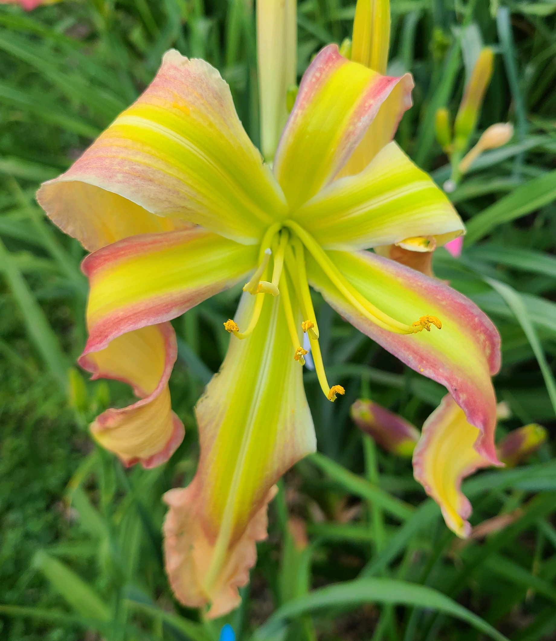 Goodlife Daylilies Hybridizer Robert Britton's Work