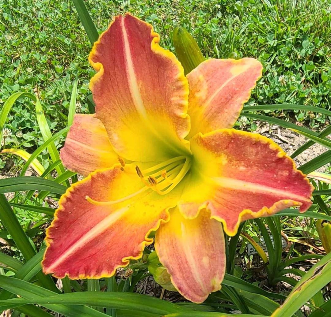 ((Wings Over the Rainbow x Etched Etching) x Seedling) x (Feed Me ...